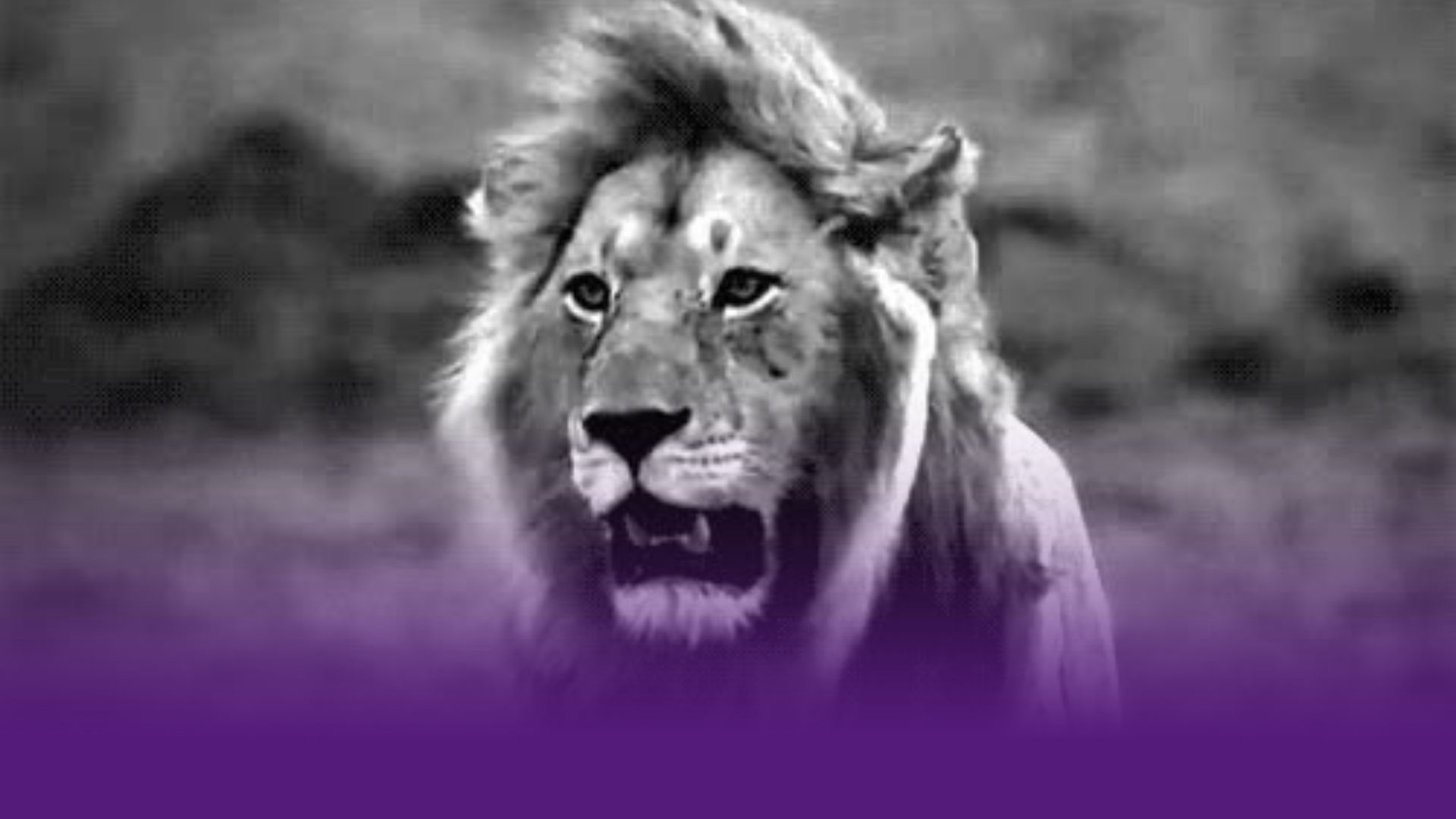 ¿Qué es un Linkedin LION y para qué sirve? - RecruitingSKULL